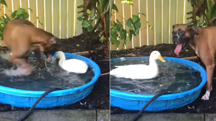 Viral: perro y pato se divierten como niños en una piscina [VIDEO]