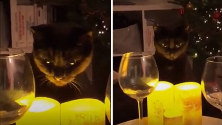 Gato atemoriza a todos con extraño ritual para celebrar el Año Nuevo ...