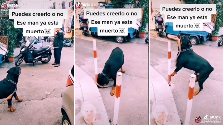 Perro se desencadena de un poste para encarar a hombre que se estaba ...