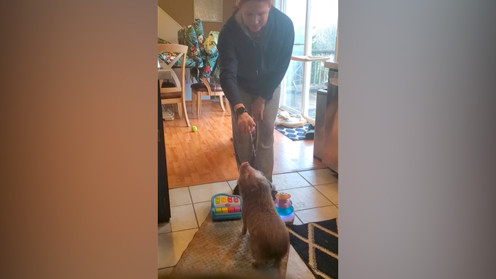 YouTube: inteligente cerdo con habilidades únicas sorprende en redes ...