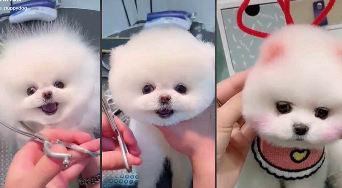 TikTok: tierno perrito recibe cambio de look y resultado impresiona a todos