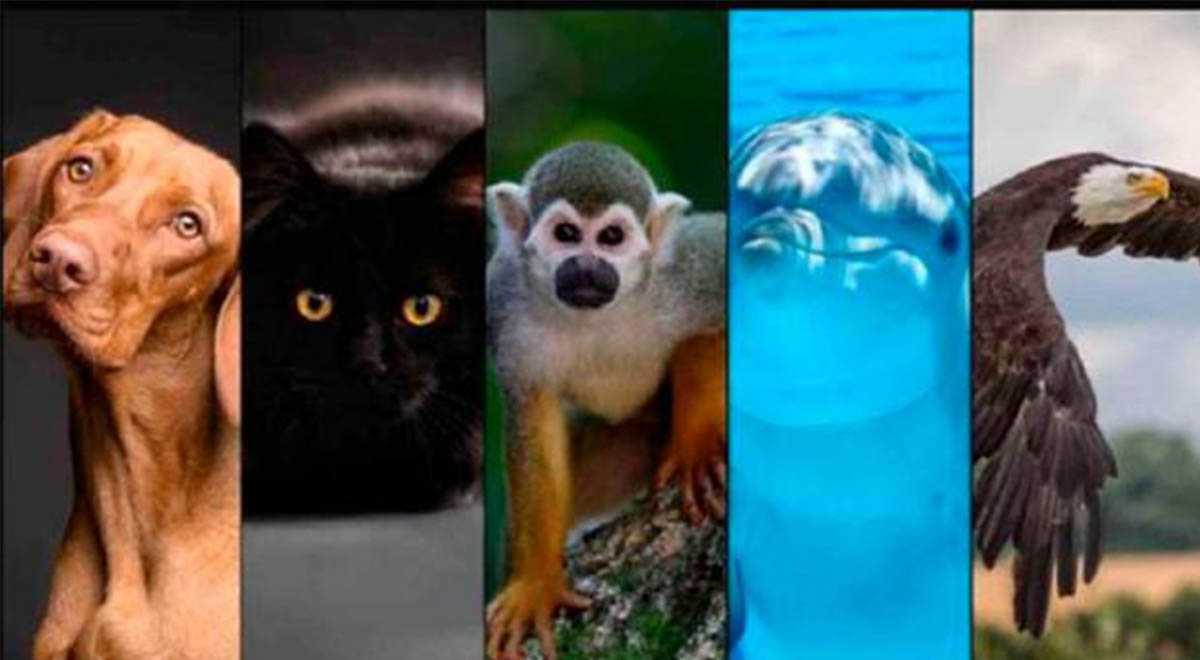 Test de personalidad: Escoge uno de los animales y descubre en segundos ...