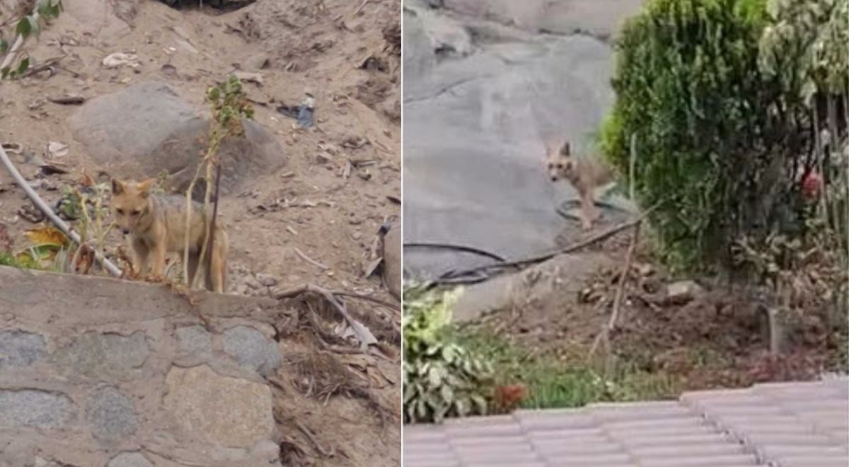 Nuevo zorro 'Run Run' es visto en mal estado en el cerro Puruchuco de ...