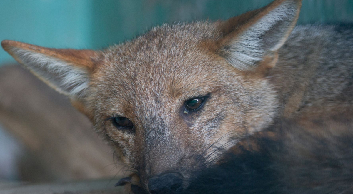 Zorrito Run Run se encuentra aislado y pasará Navidad en cuarentena