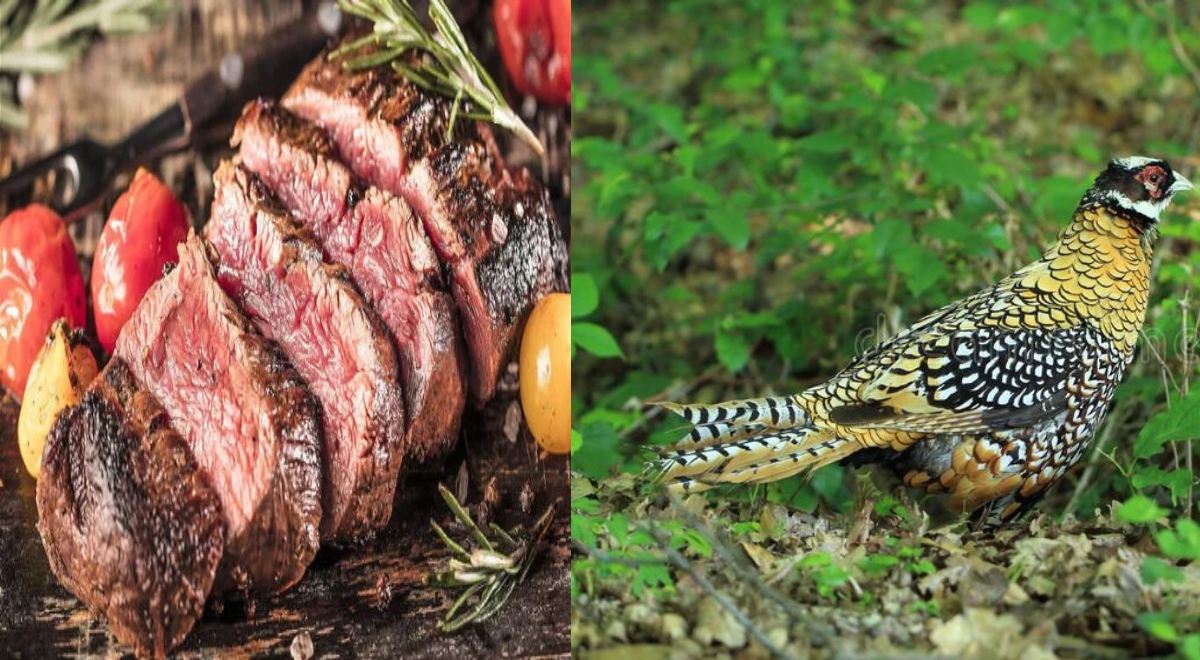 ¿Qué es el faisán? ¿Cuánto cuesta y dónde se puede comprar su carne?