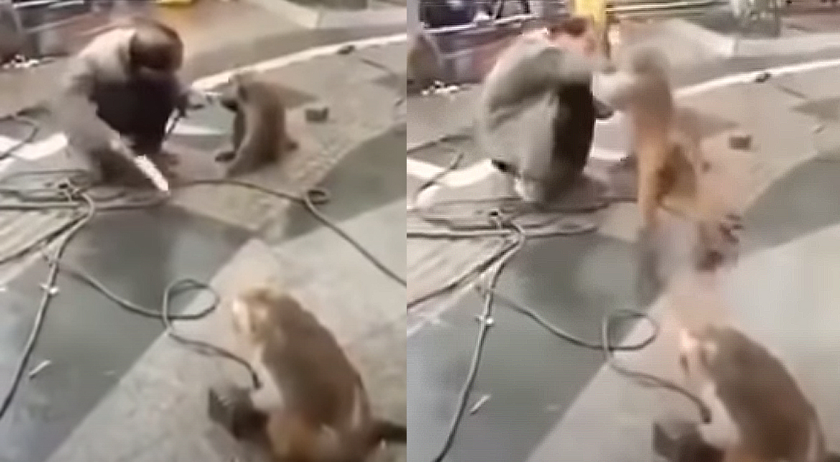 ¿César eres tú? Mono se rebela y amenaza con filudo cuchillo a adiestrador