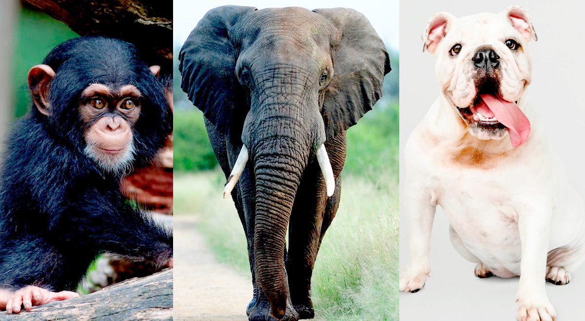 Qué animales son los más inteligentes del mundo