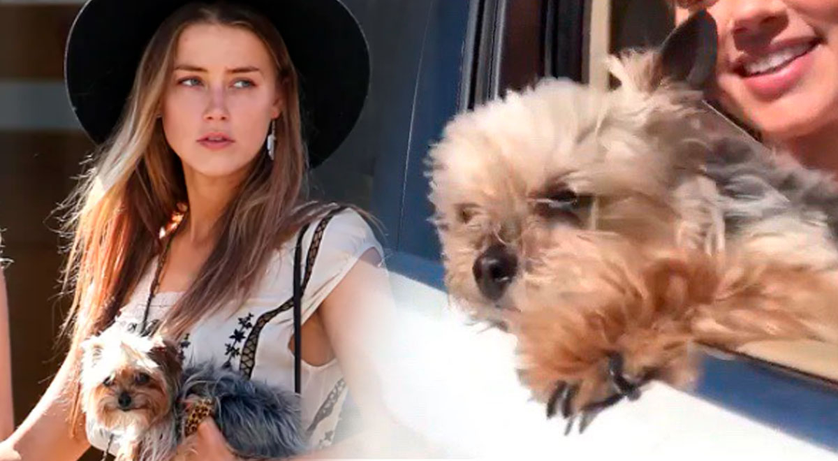 Amber Heard podría parar a la cárcel por denuncias de tráfico de perros