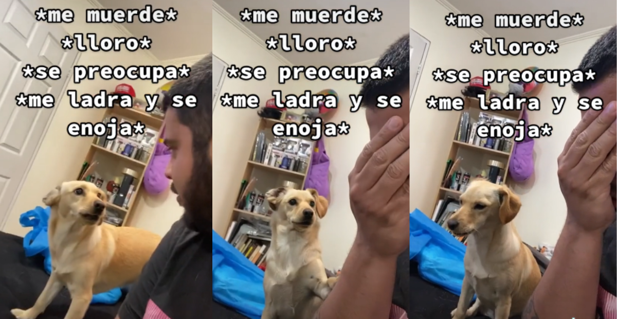 TikTok: Perrita discute con su dueño, se resiente y se vuelve viral