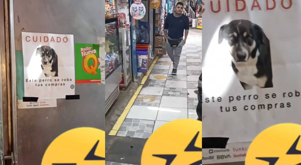 Comerciantes advierten a clientes de 'perro roba compras' con singular ...