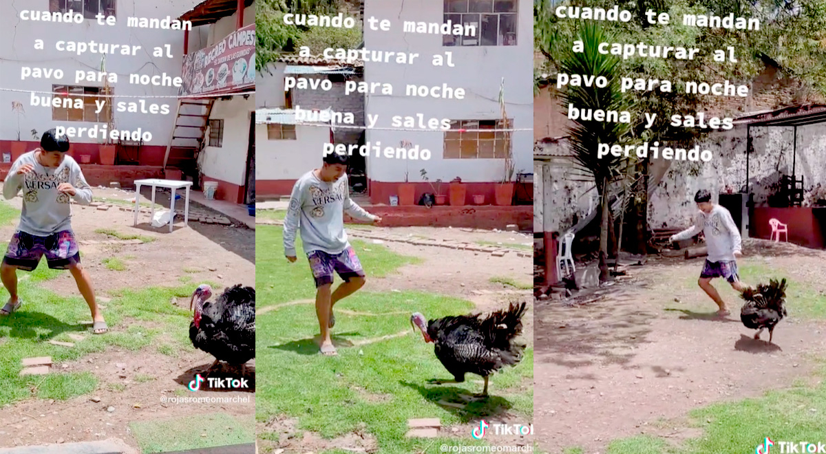 Intenta cazar el pavo para Navidad, pero el ave lo 'pecha' y lo saca ...