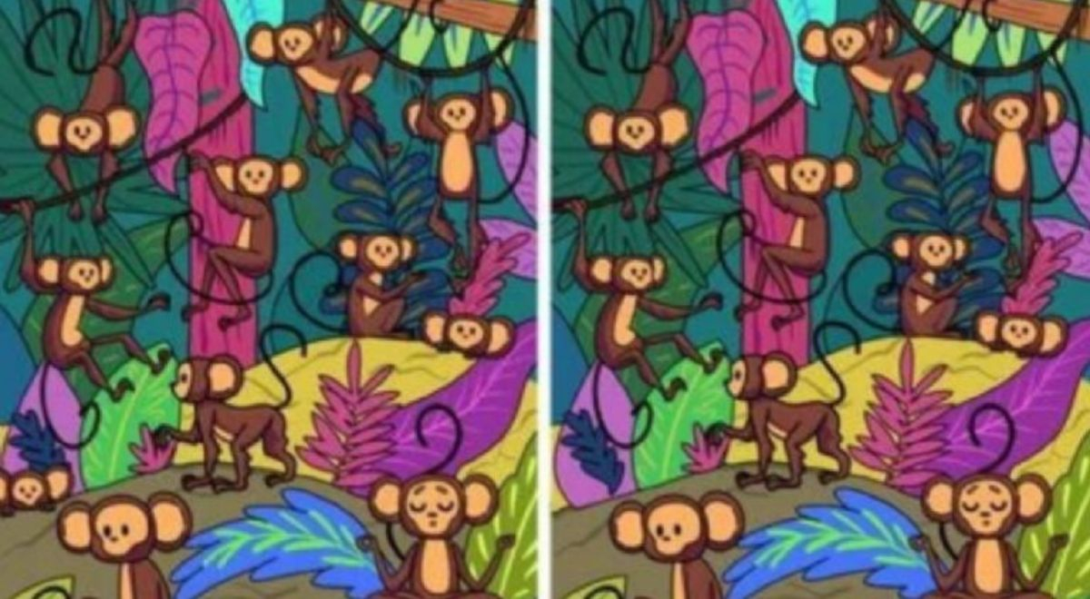 ¿Encuentras la única diferencia entre los monos? El 98% de personas no ...