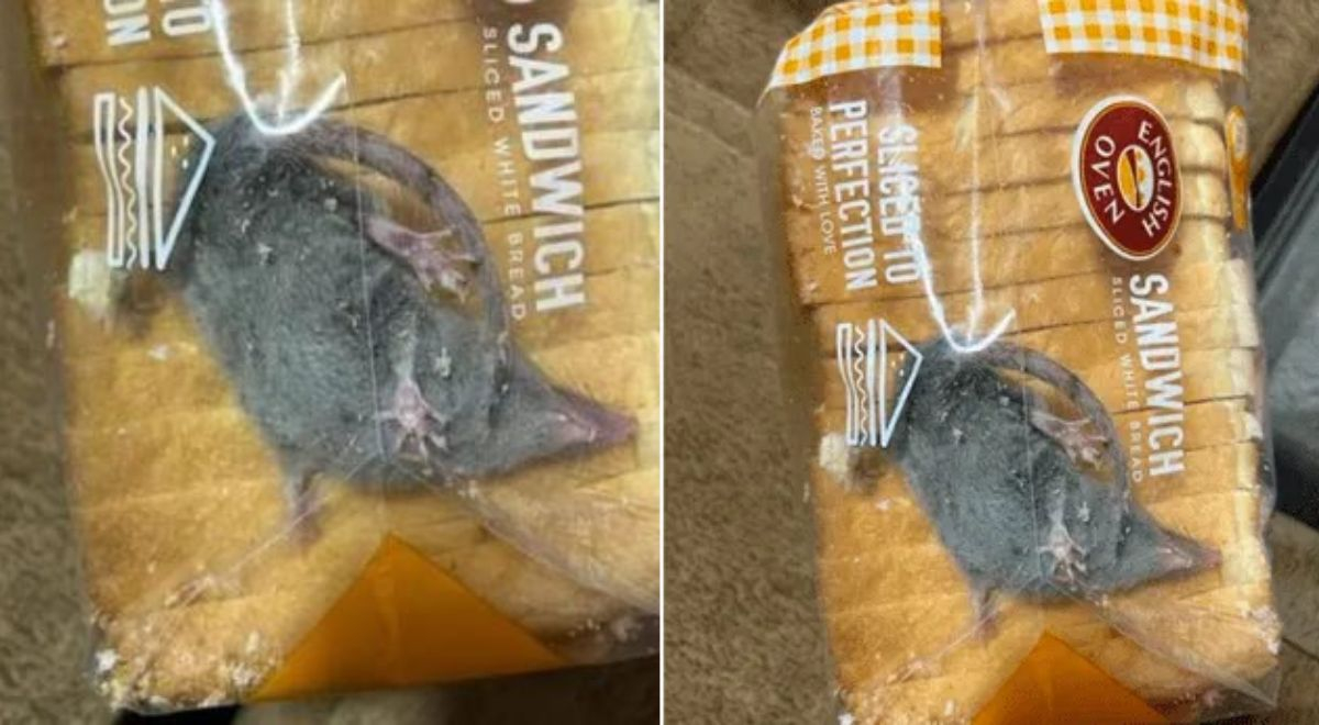 Joven compró pan por Internet y delivery llegó con 'sorpresa': una rata ...