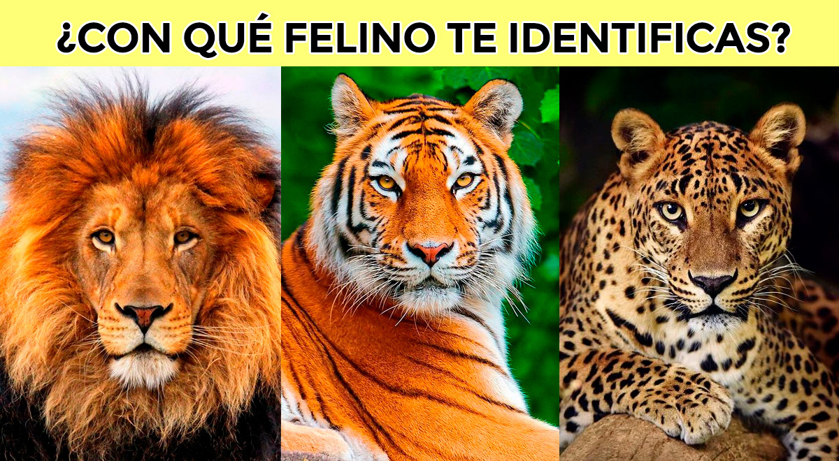 Elige uno de los felinos del test y conoce detalles impresionantes de ...
