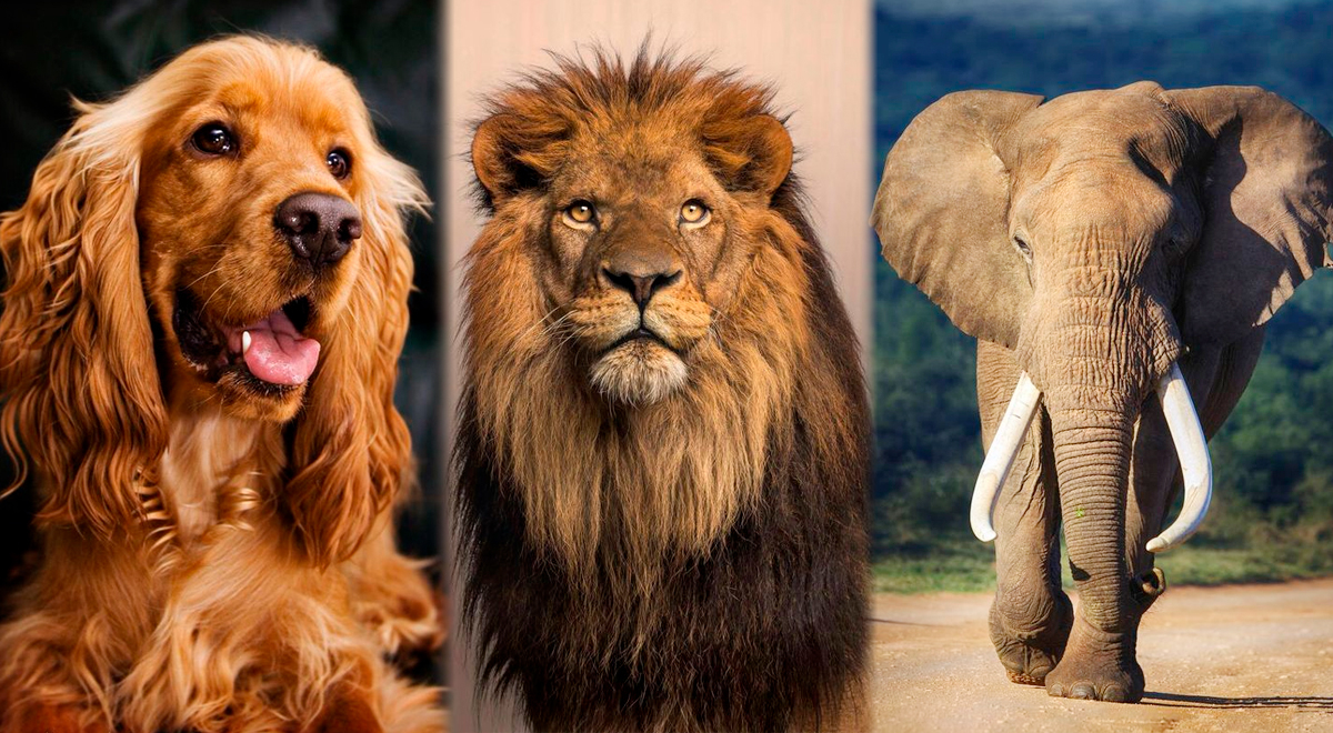 ¿En qué animal te gustaría reencarnar? Elige una opción y conoce más de ...