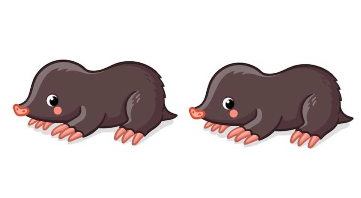 RETO VISUAL para GENIOS: encuentra las 5 diferencias de los topos en 6 ...